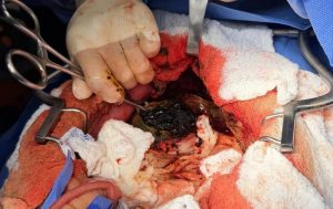Canine Biliary Mucocele: Diagnosis, Surgical Decision-Making, and ...